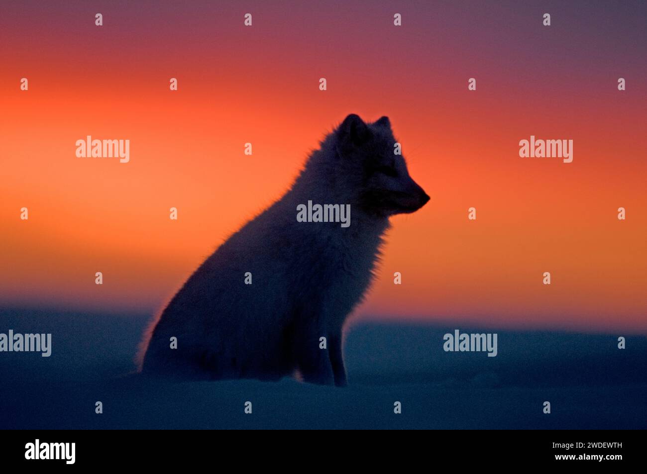 Arctic Fox Vulpes lagopus at sunset 1002 area of the ANWR Beaufort sea ...