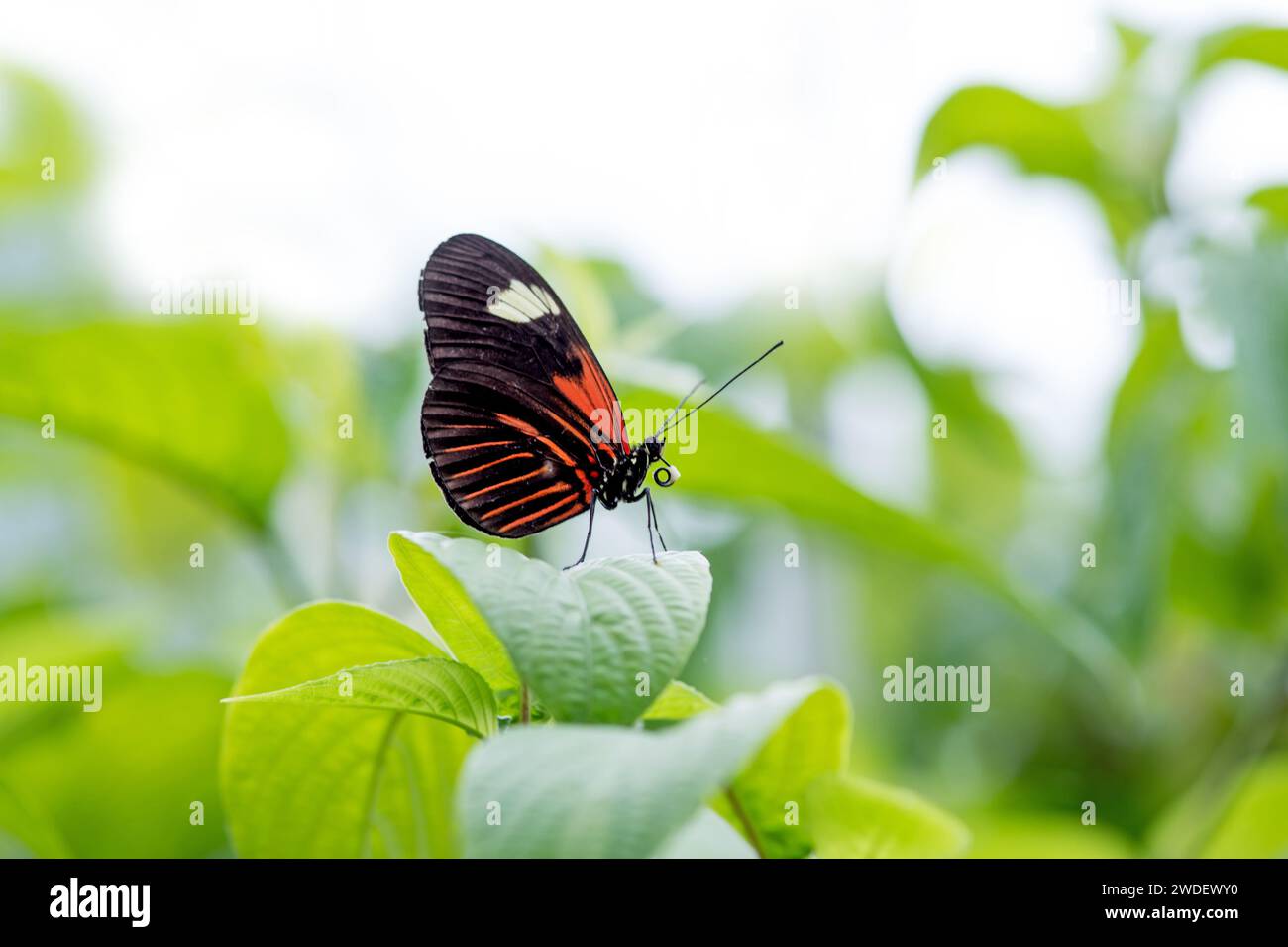 The Doris Longwing Butterfly close up in the garden, heliconius doris ...