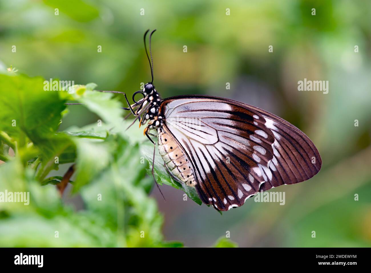 The Courtesan Beautiful sunny day with butterfly on the green leaf ...