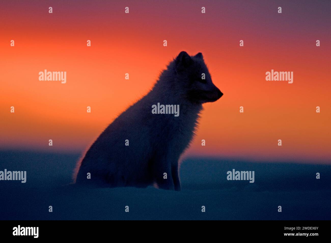 Arctic Fox Vulpes lagopus at sunset 1002 area of the ANWR Beaufort sea ...