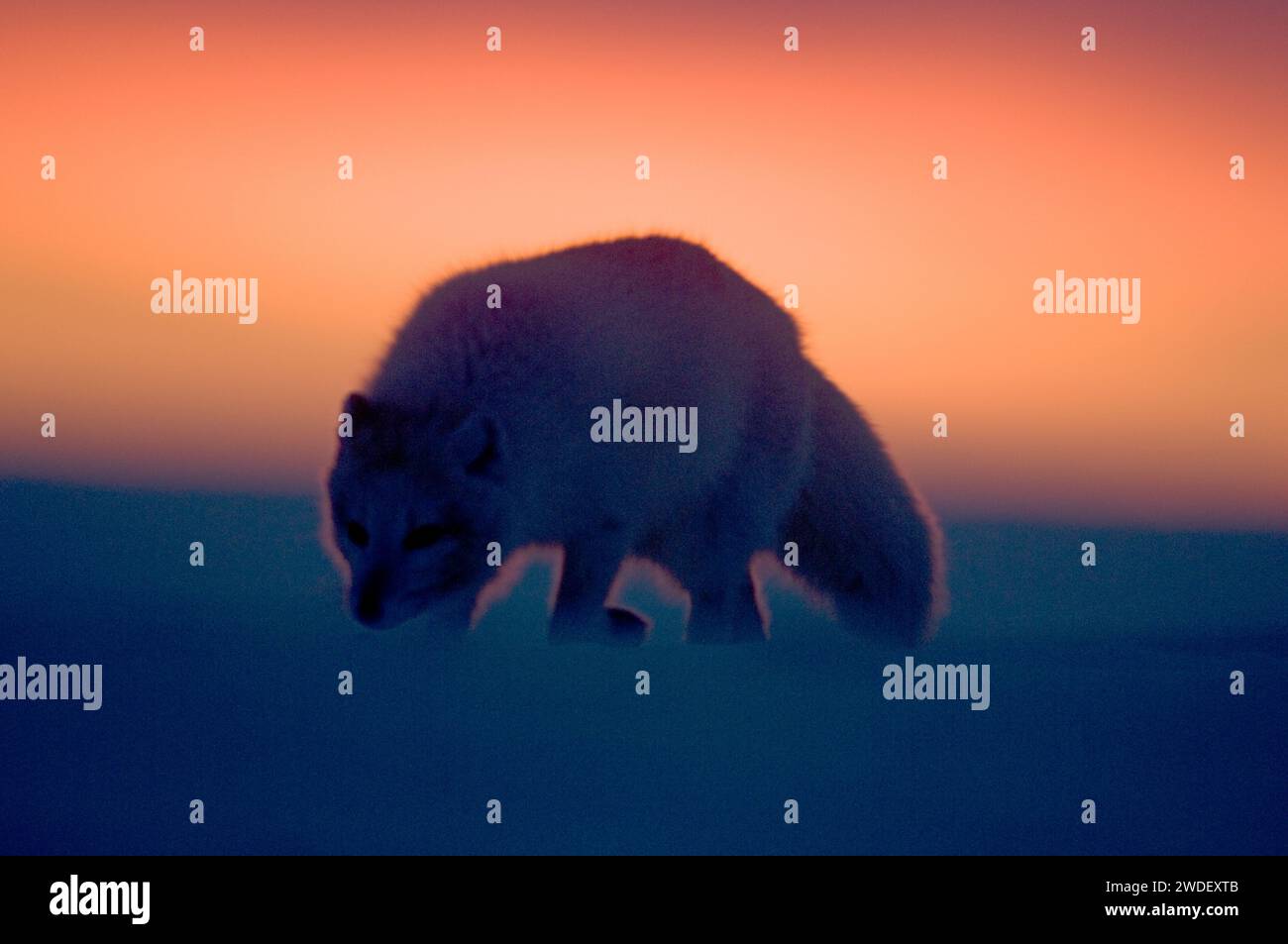 Arctic Fox Vulpes lagopus at sunset 1002 area of the ANWR Beaufort sea ...