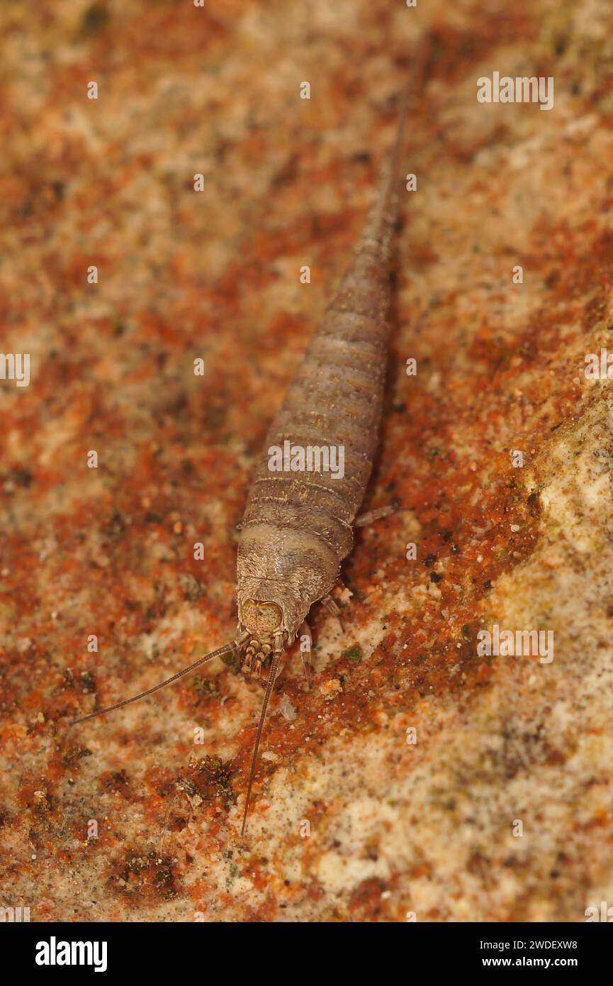 Natural vertical closeup on a lesser known and odd insectgroup, a rock ...