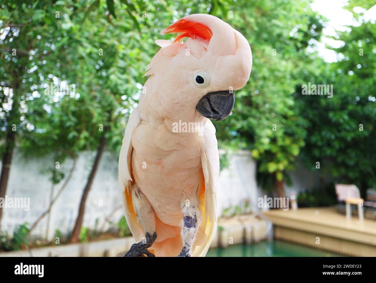 Orange Cockatoo 8 Top Small Pet Birds