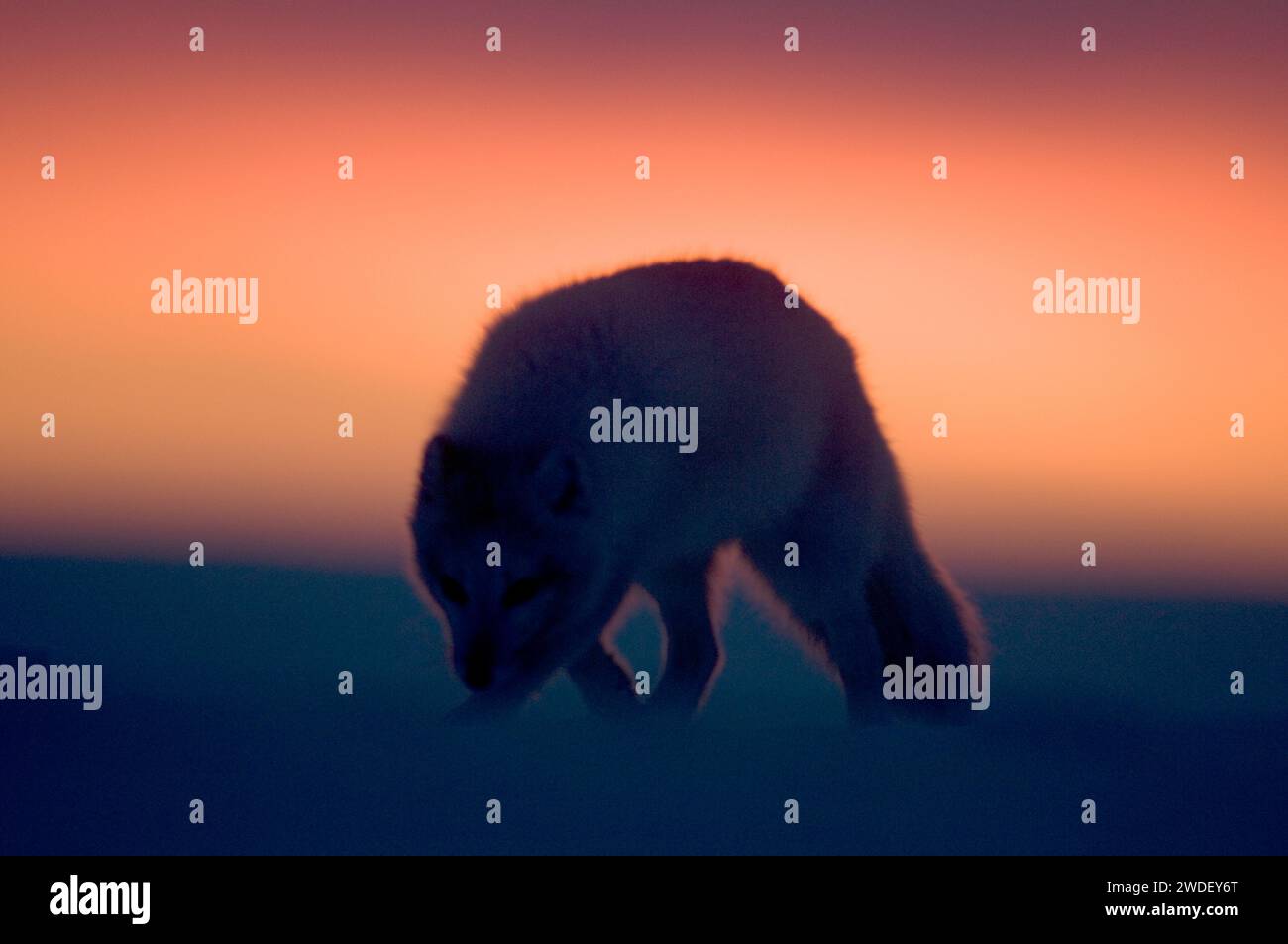 Arctic Fox Vulpes lagopus at sunset 1002 area of the ANWR Beaufort sea ...