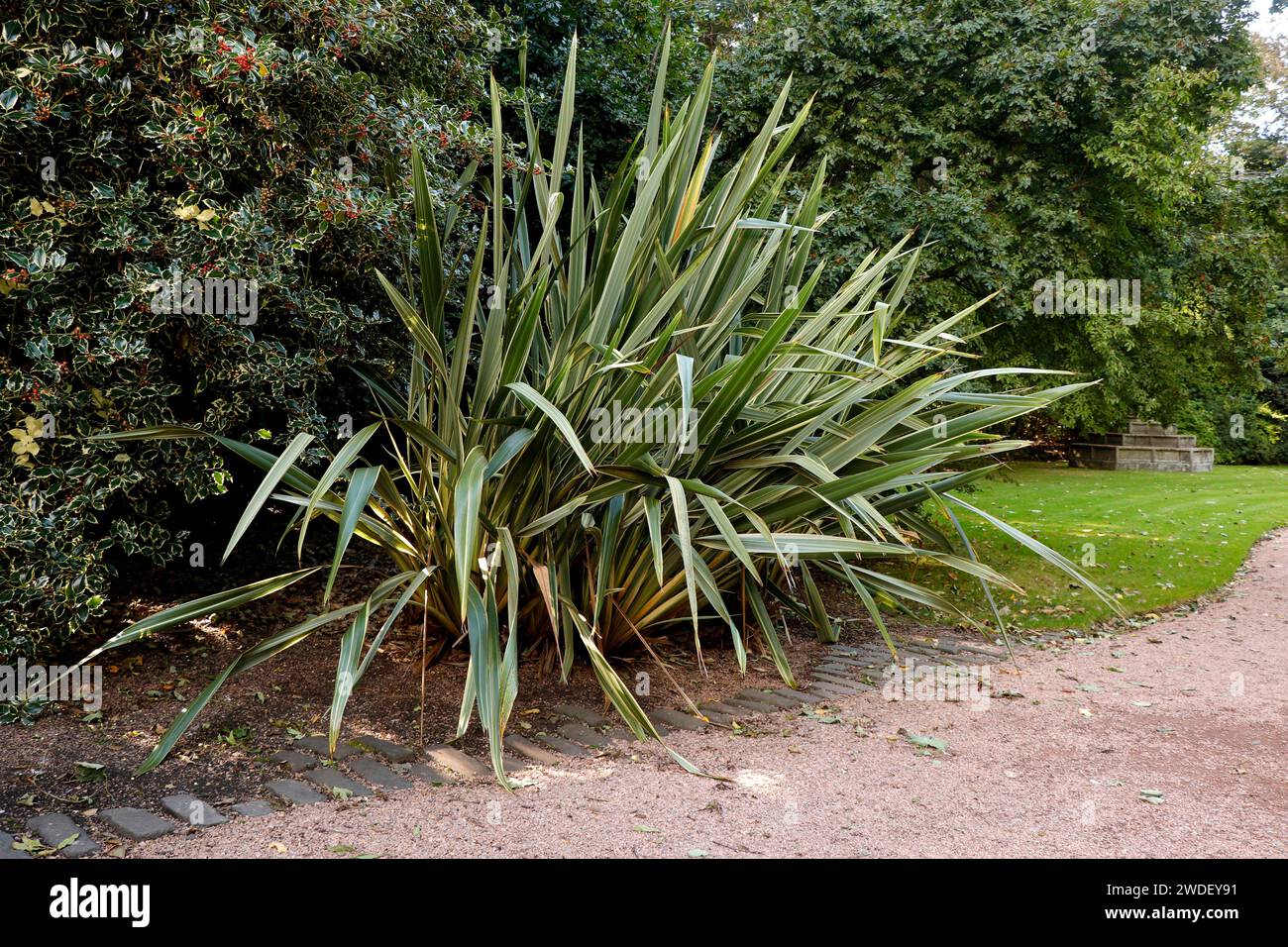 Phormium tenax hi-res stock photography and images - Alamy