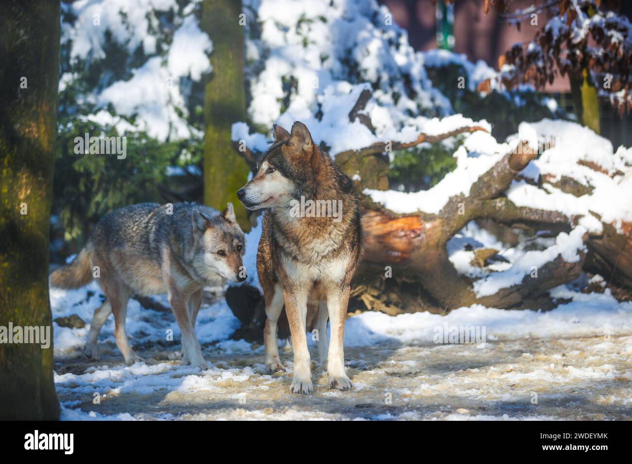 Zagreb, Croatia. 20th Jan, 2024. Gray wolves enjoy the joys of snow ...