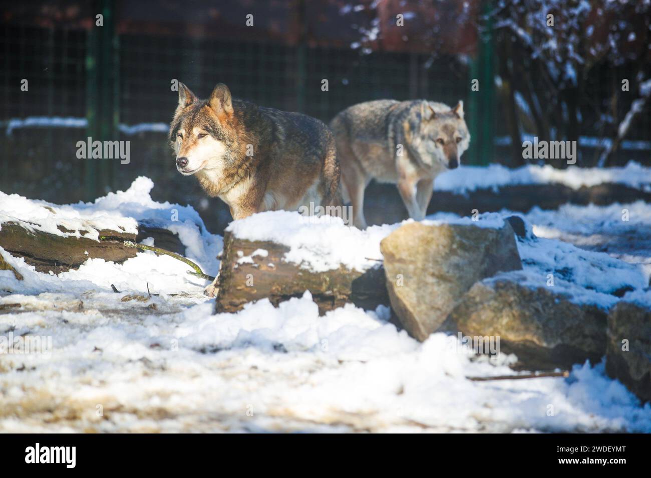 Zagreb, Croatia. 20th Jan, 2024. Gray wolves enjoy the joys of snow ...
