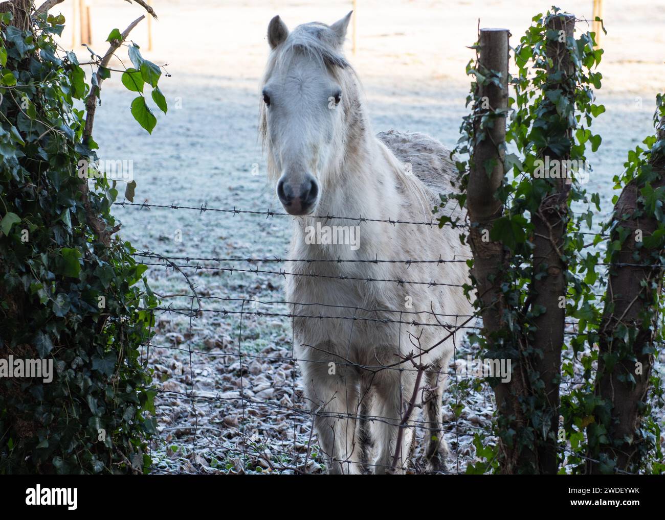 White Pony, behind Barbed Wire in England, UK, surrounded by ivy Stock ...