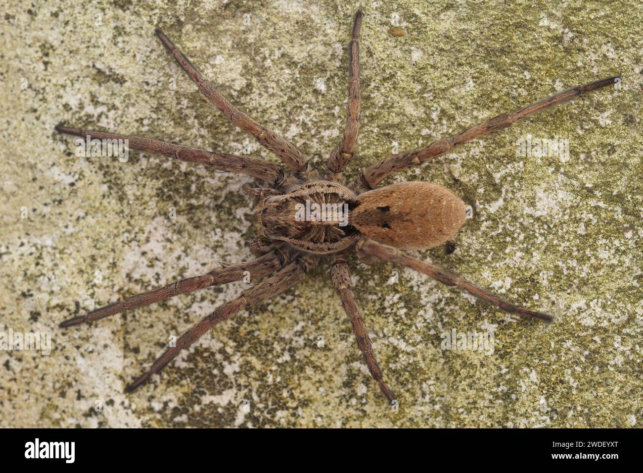 Detailed full body closeup on the biggest European wolf spider , Hogna ...