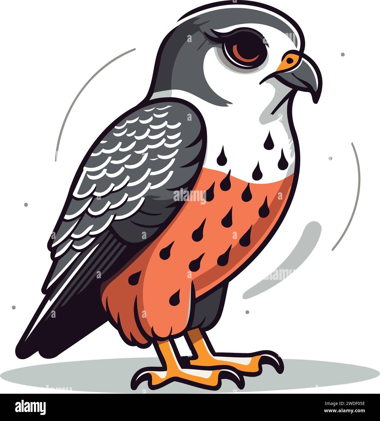Peregrine white Cut Out Stock Images & Pictures - Alamy