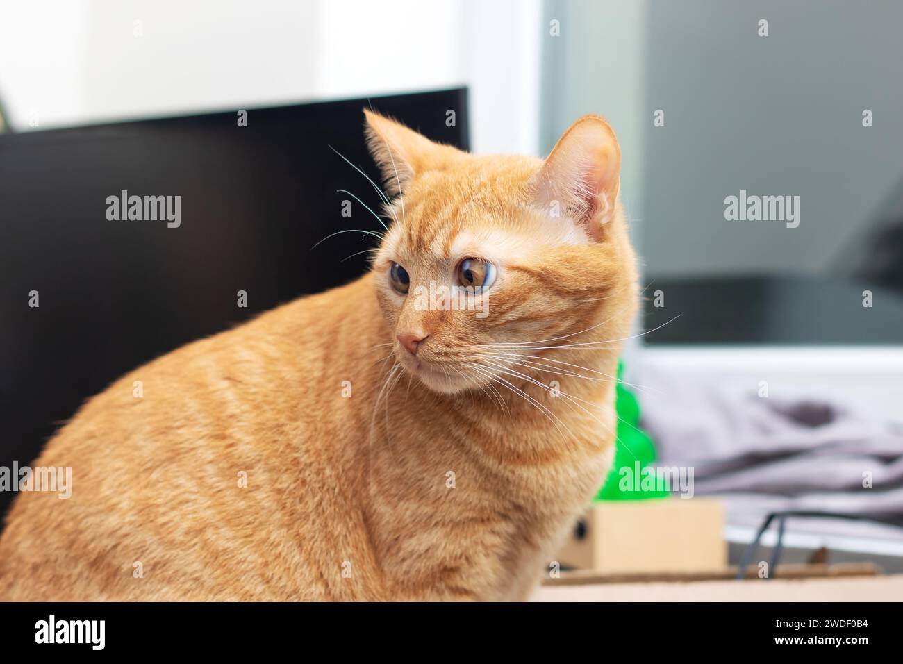 Big ginger cat close up portrait at home Stock Photo - Alamy