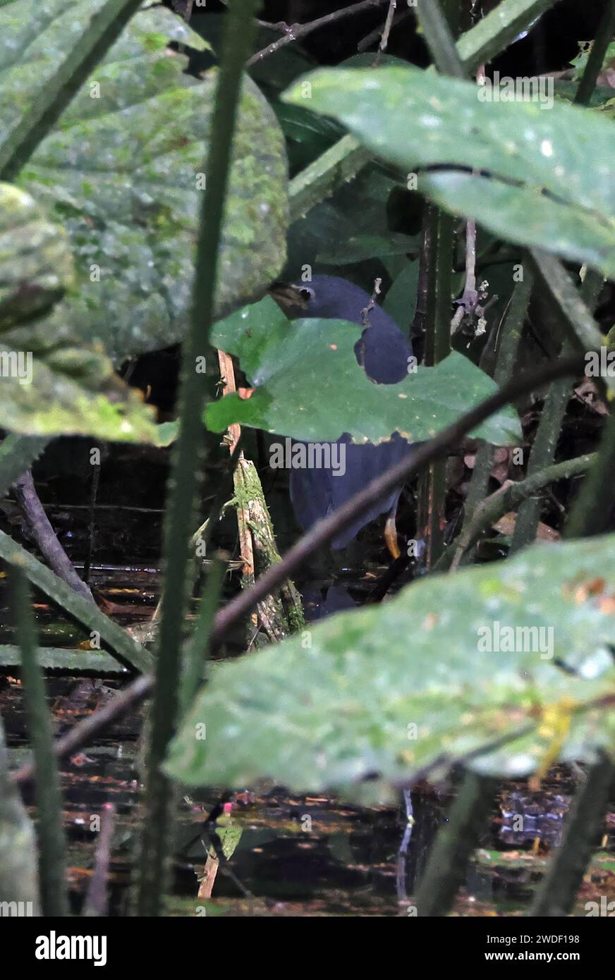 Dwarf Bittern (Ixobrychus sturmii) adult in dense vegetation on edge of ...