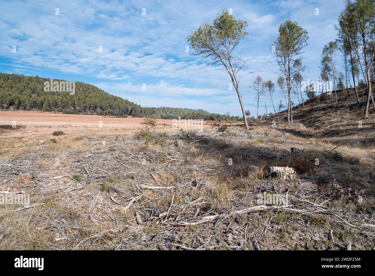 Clearcut forest hi-res stock photography and images - Alamy