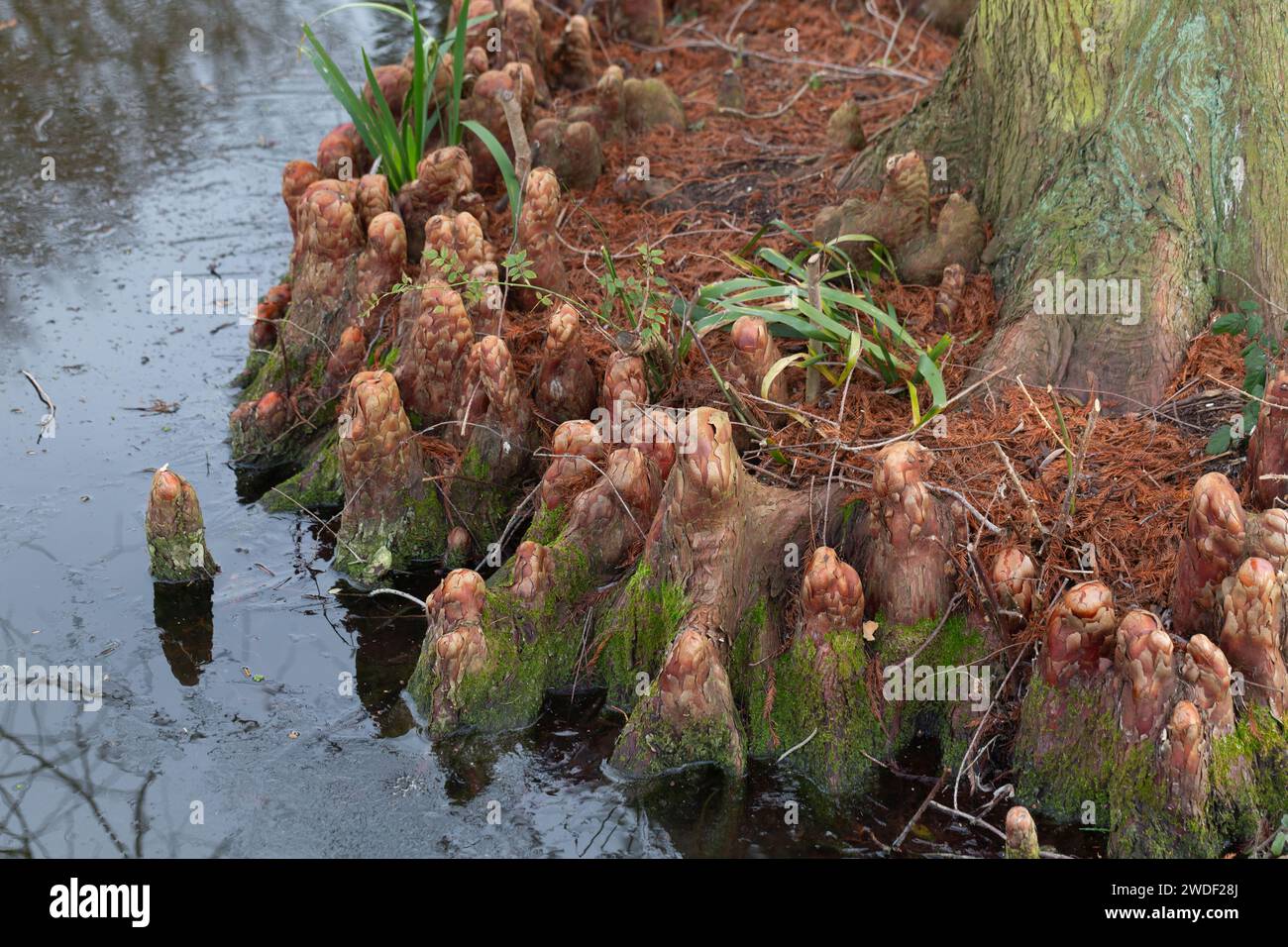 Water Gardens -Swamp Cypress / Taxodium distichum , root system ...