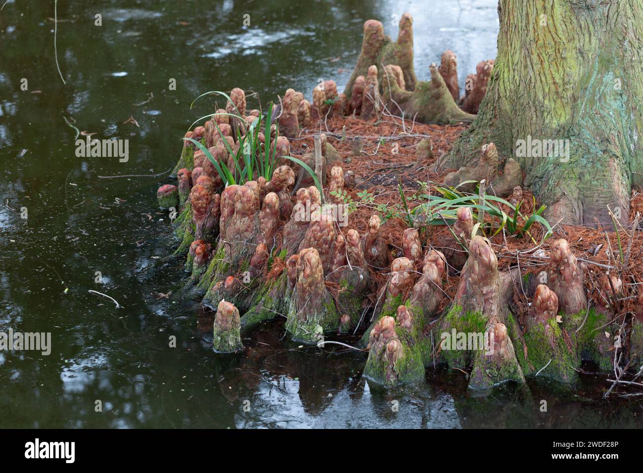 Water Gardens -Swamp Cypress / Taxodium distichum , root system ...