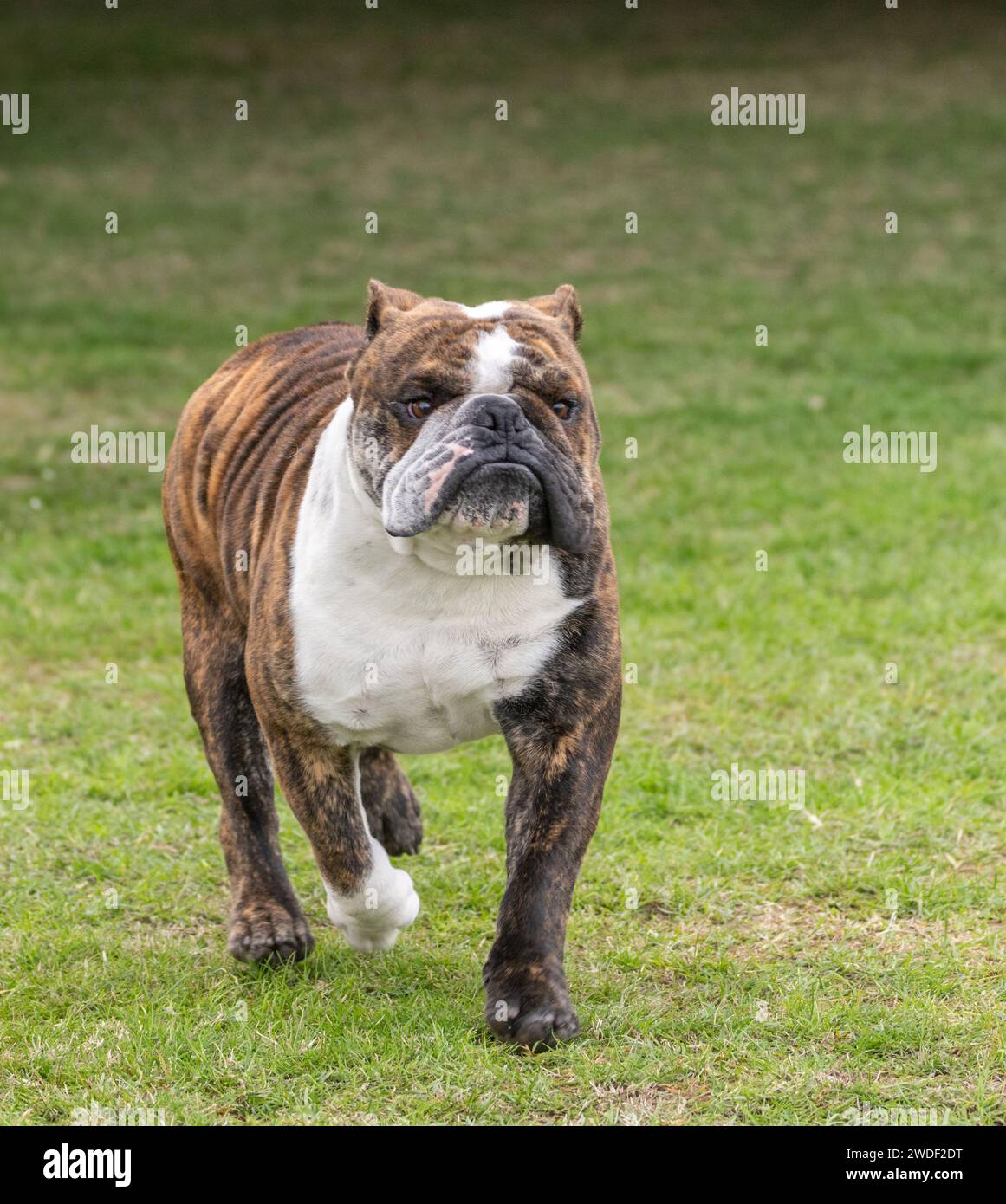 Grumpy faced brindle English Bulldog walking across the grass Stock ...