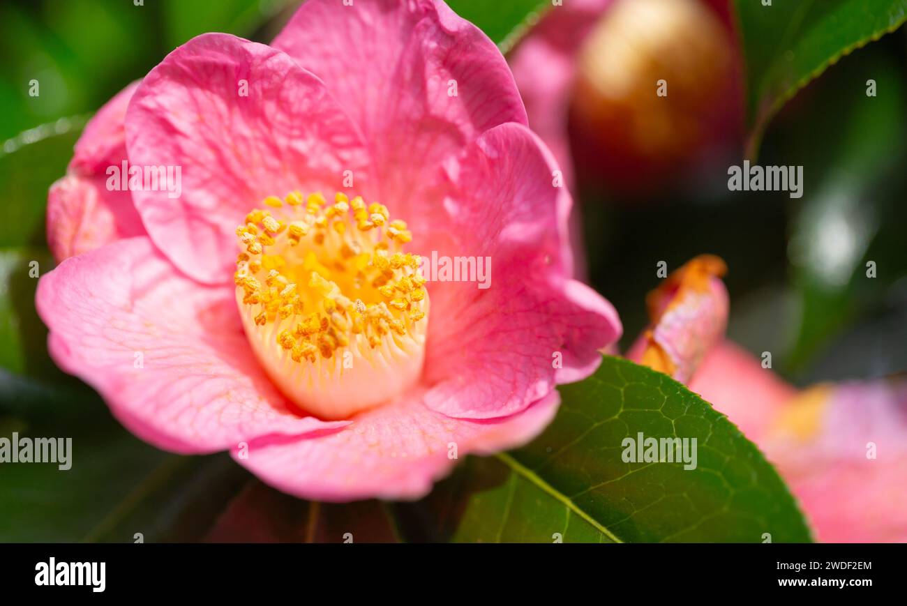 Beautiful pink blooms of Japanese Camellia, Camellia Japonica ...