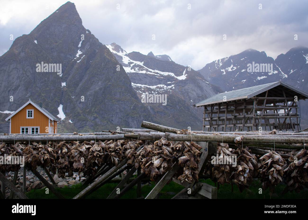 Dried fish heads on racks, Lofoten islands. Industrial fishing and ...