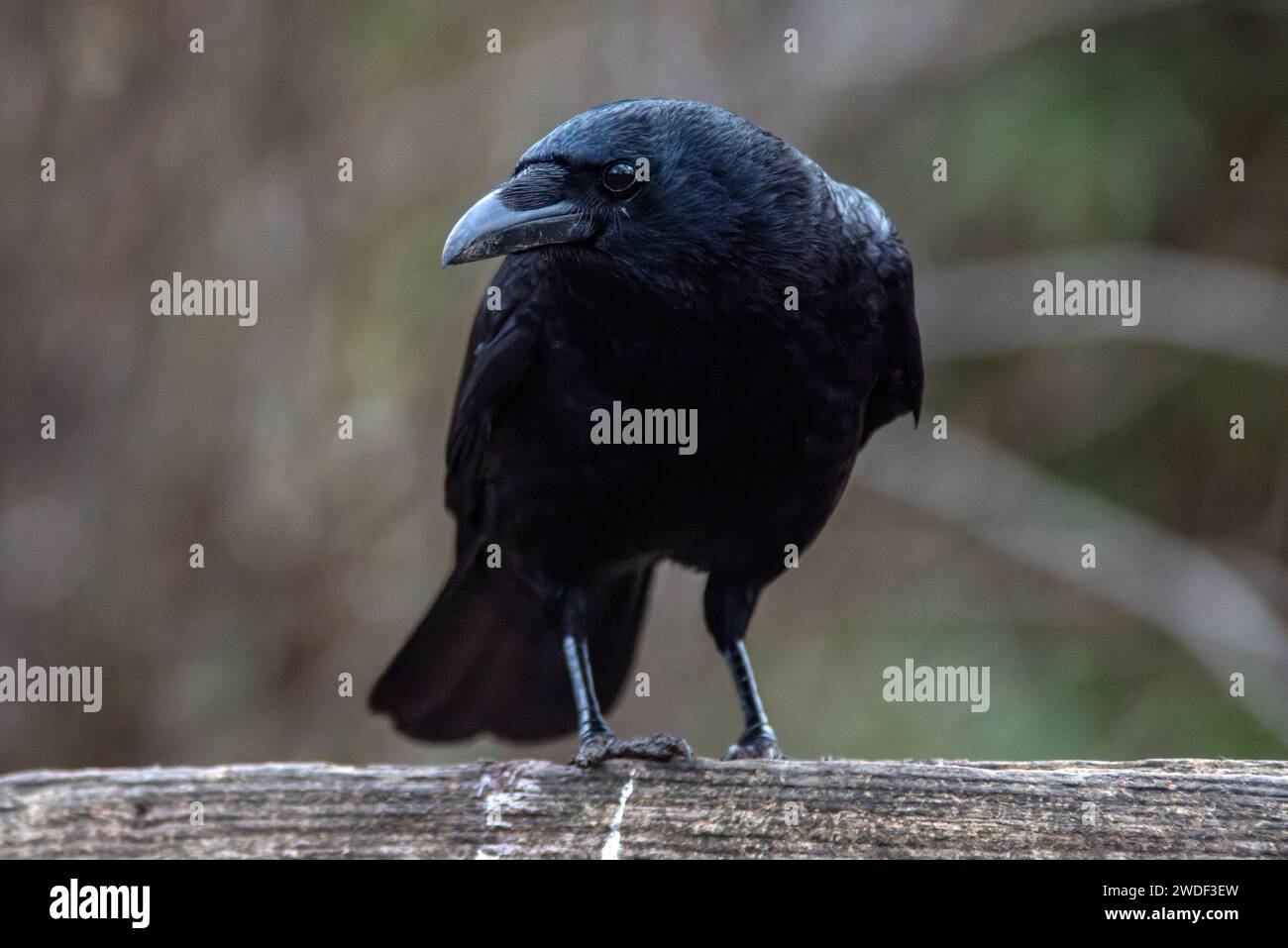 Brighton, January 20th 2024: A crow in St Ann's Well Gardens Stock ...