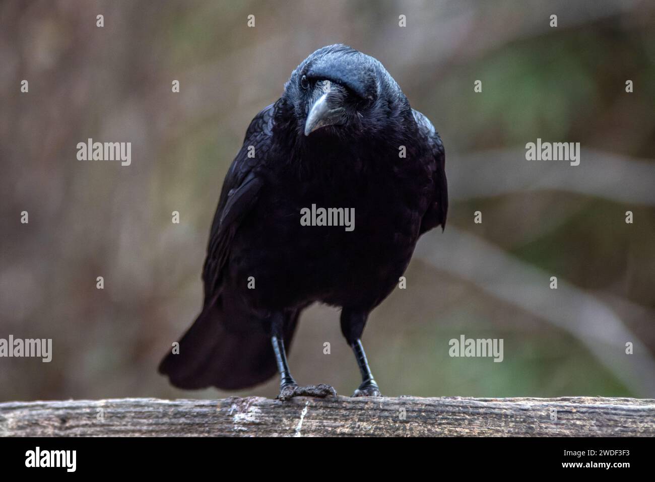 Brighton, January 20th 2024: A crow in St Ann's Well Gardens Stock ...