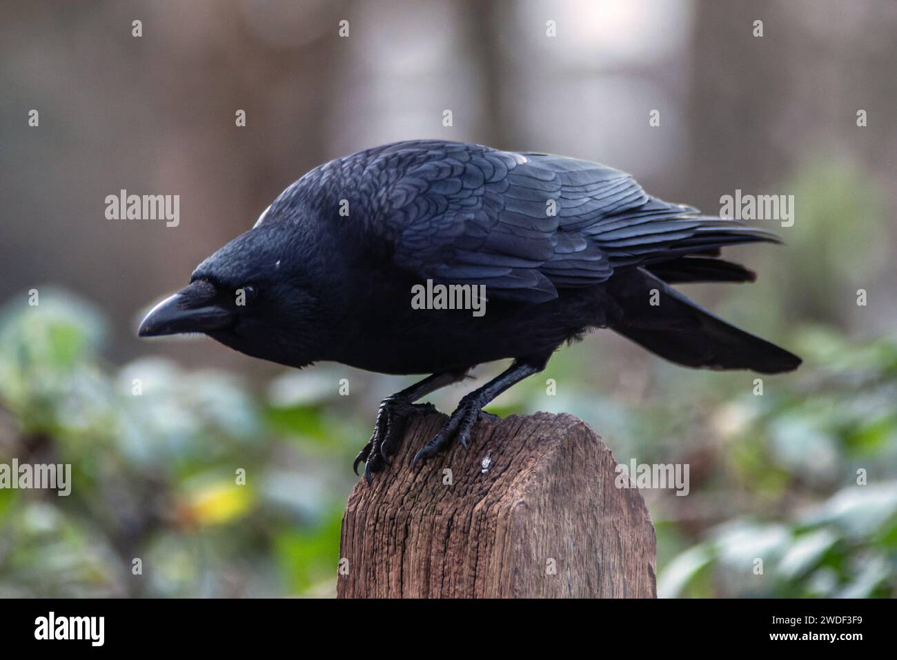 Brighton, January 20th 2024: A crow in St Ann's Well Gardens Stock ...