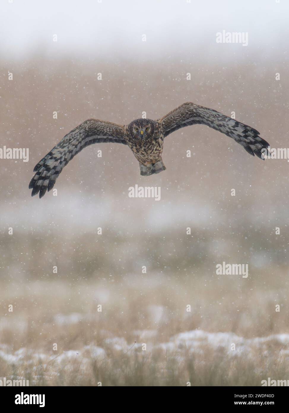 Hen Harrier ( Circus cyaneus ) female flying , hunting in winter ...