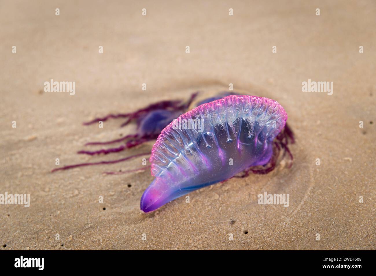 Portuguese man o' war, Physalia physalis, washed on the sandy beach Stock Photo - Alamy