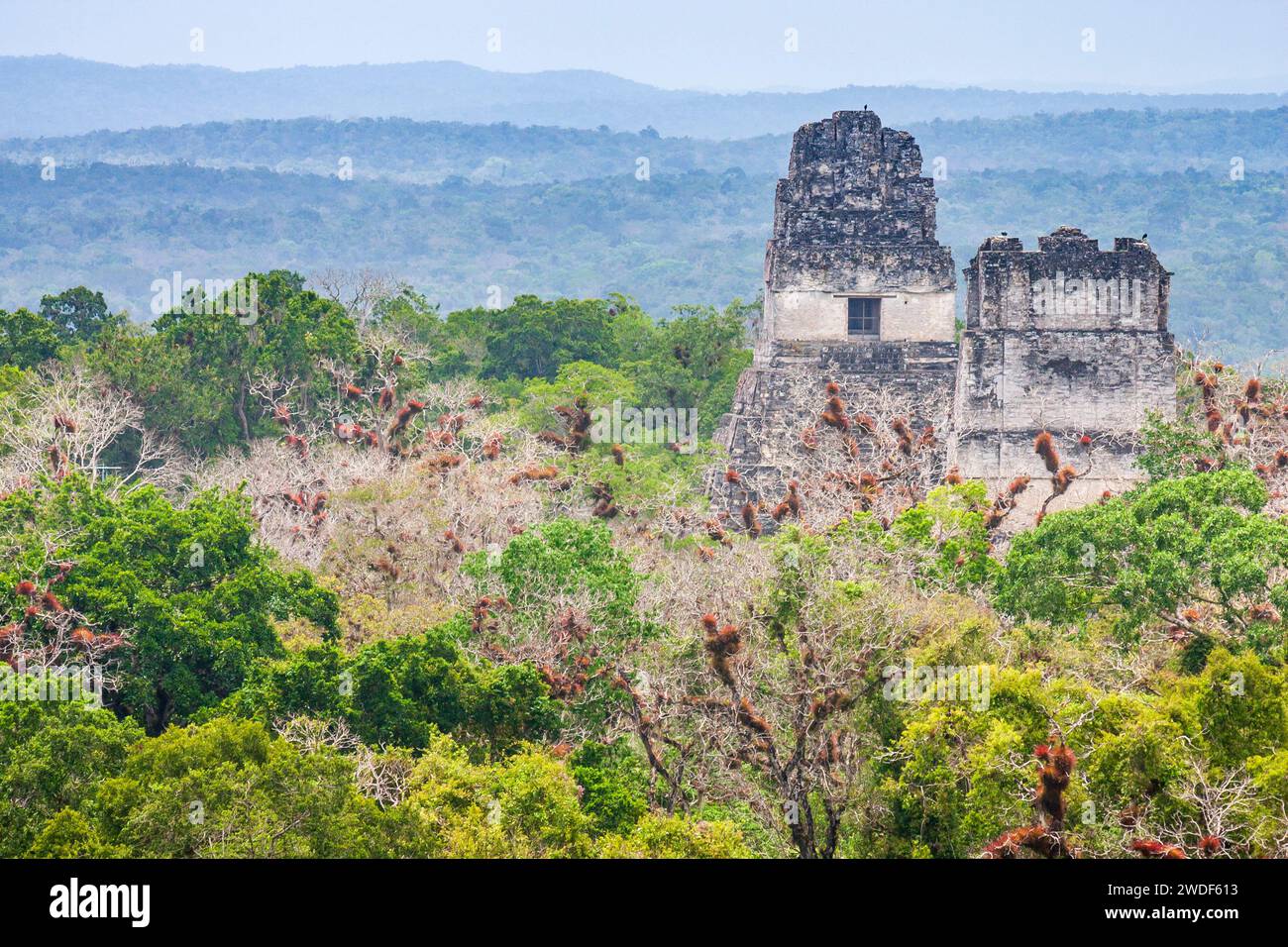 Tikal landscape hi-res stock photography and images - Alamy