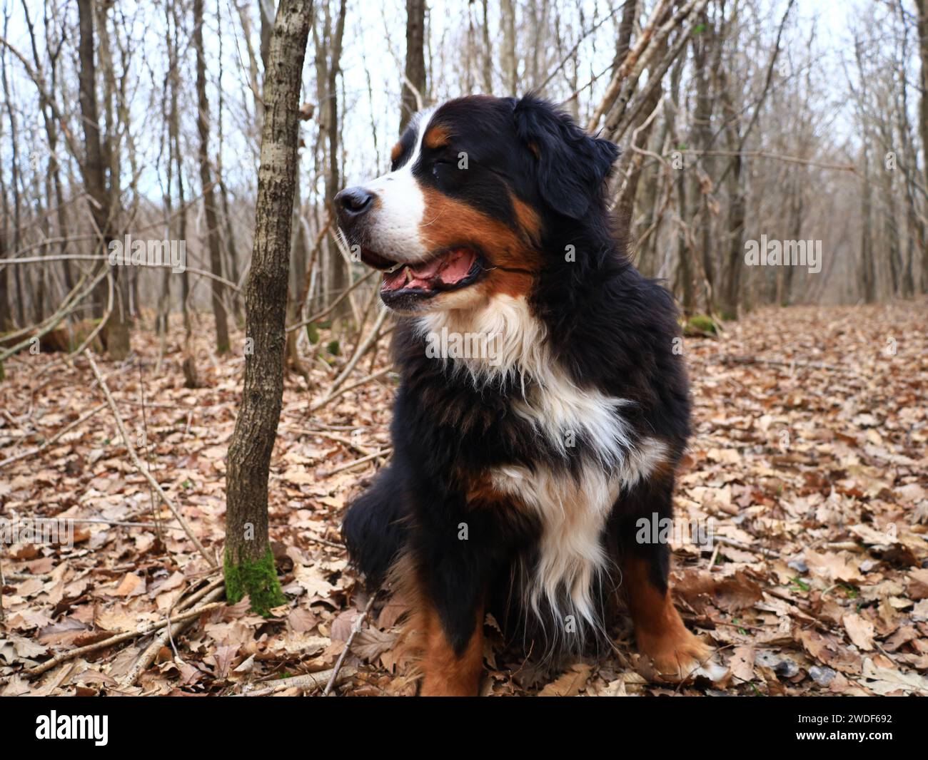 The Bernese Mountain Dog is a large dog breed from Bern, Switzerland ...