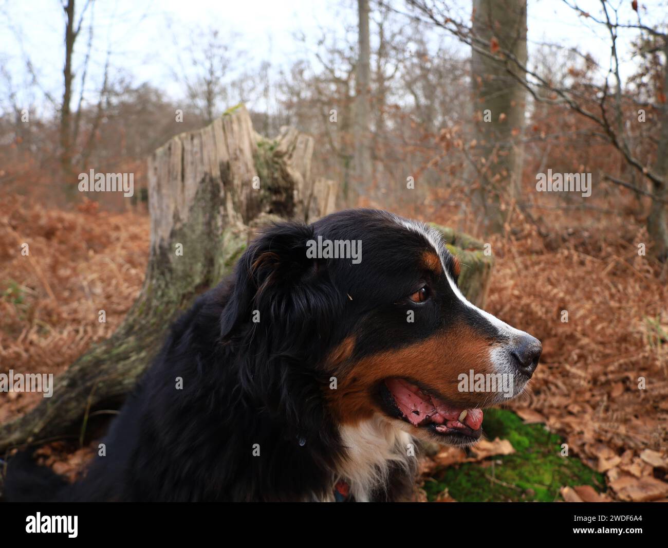 The Bernese Mountain Dog is a large dog breed from Bern, Switzerland ...