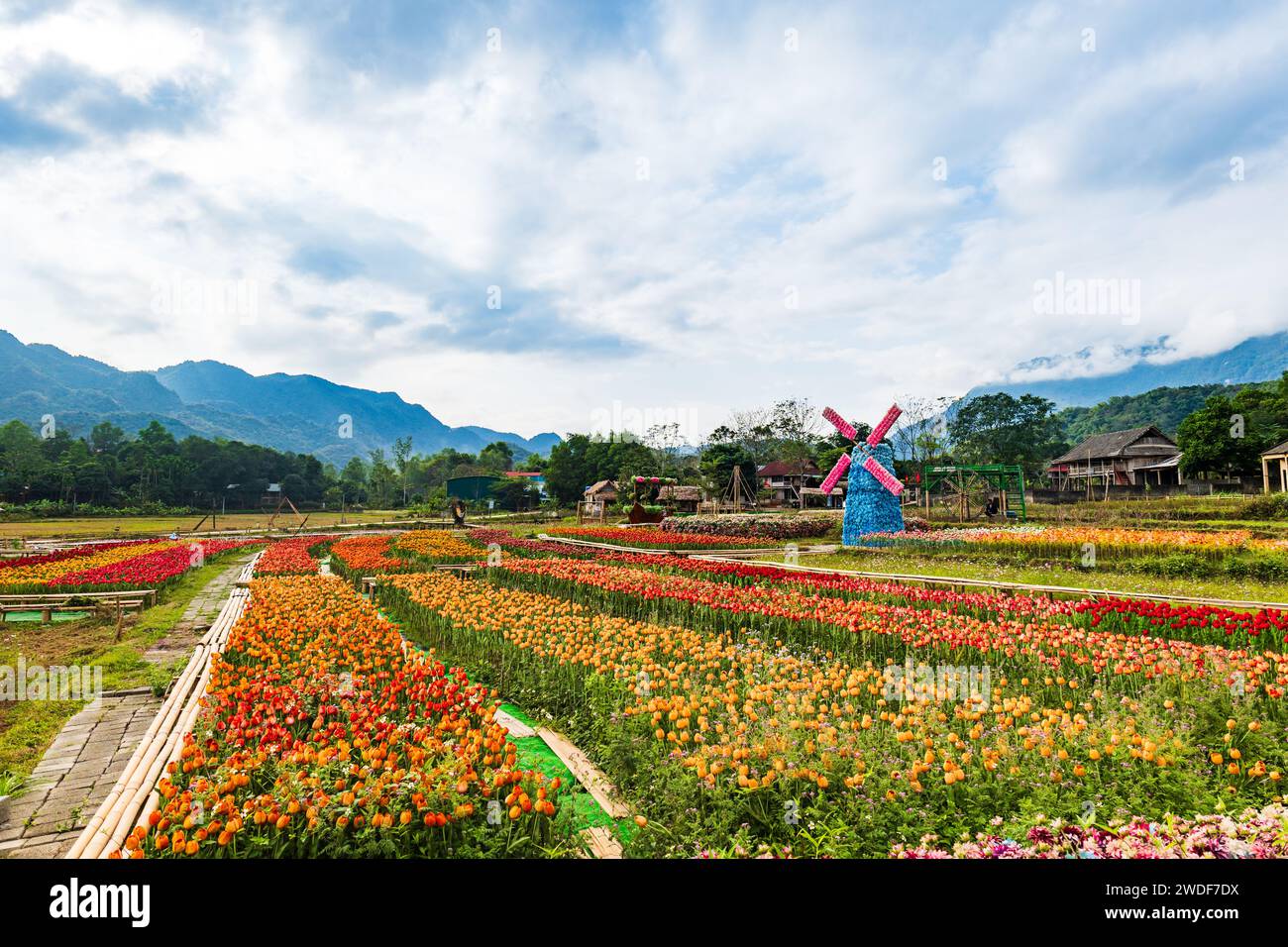 Mai Chau village landscape with rice paddy fields in North Vietnam. Mai ...