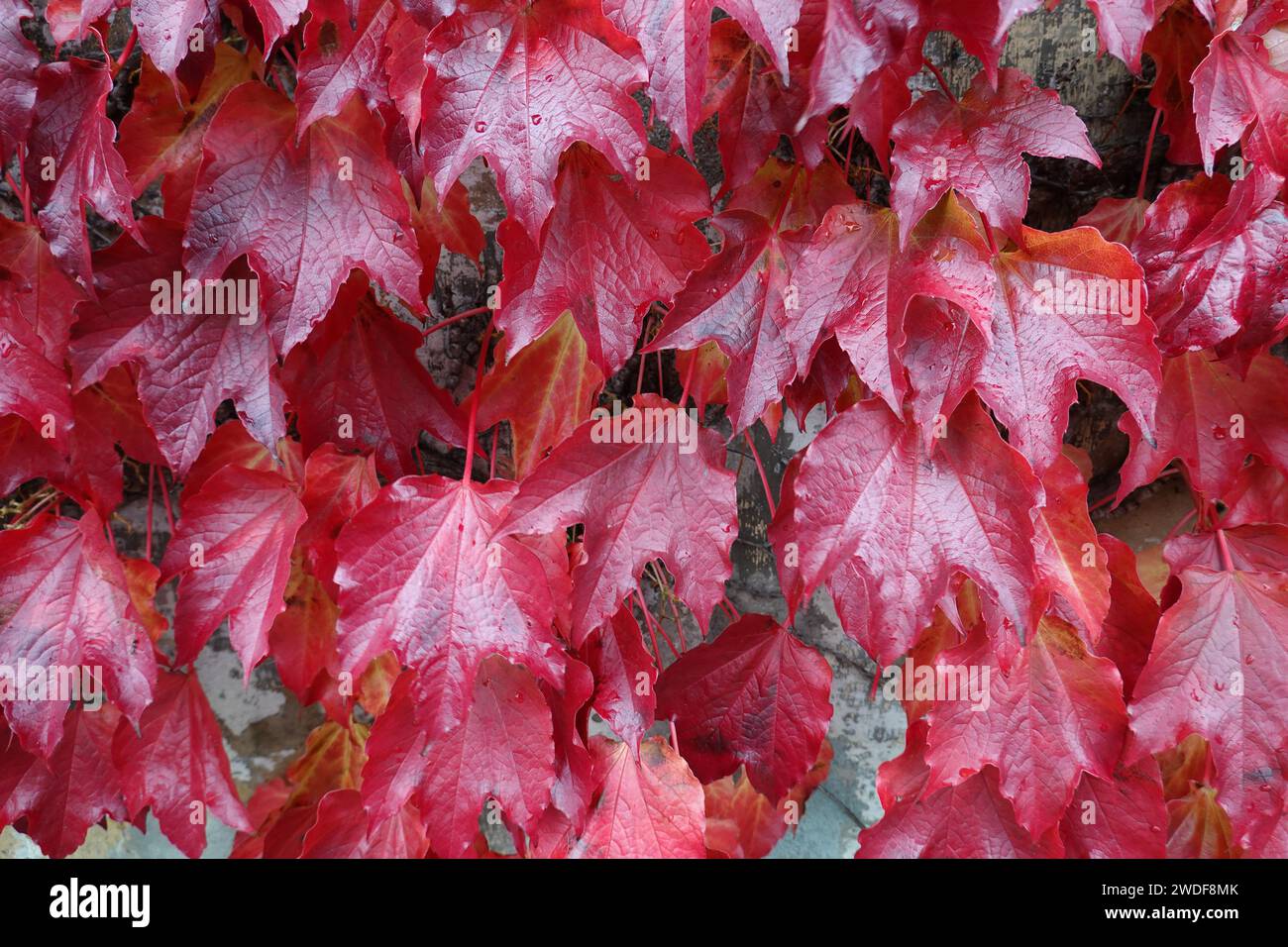 Autumnal red colored wild vine (Parthenocissus tricuspidata) on a house ...