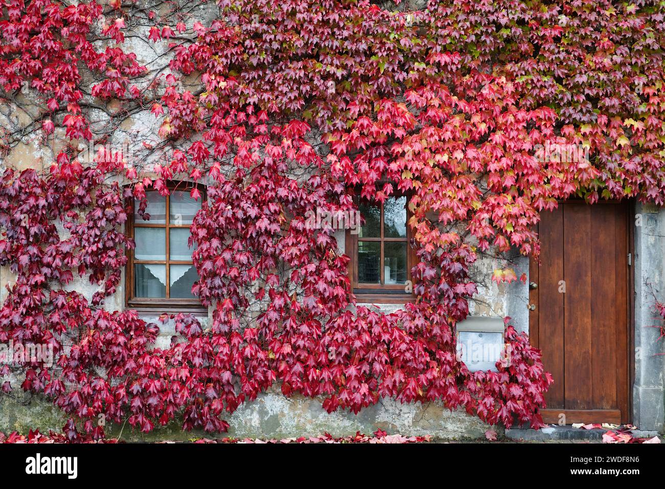 Autumnal red colored wild vine (Parthenocissus tricuspidata) on a house ...