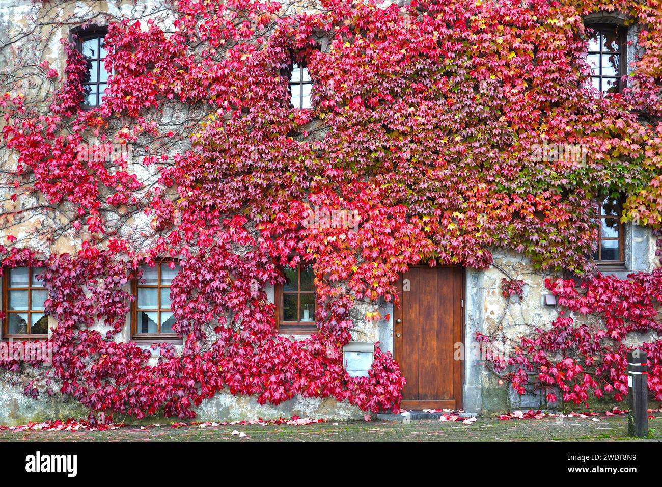 Autumnal red colored wild vine (Parthenocissus tricuspidata) on a house ...