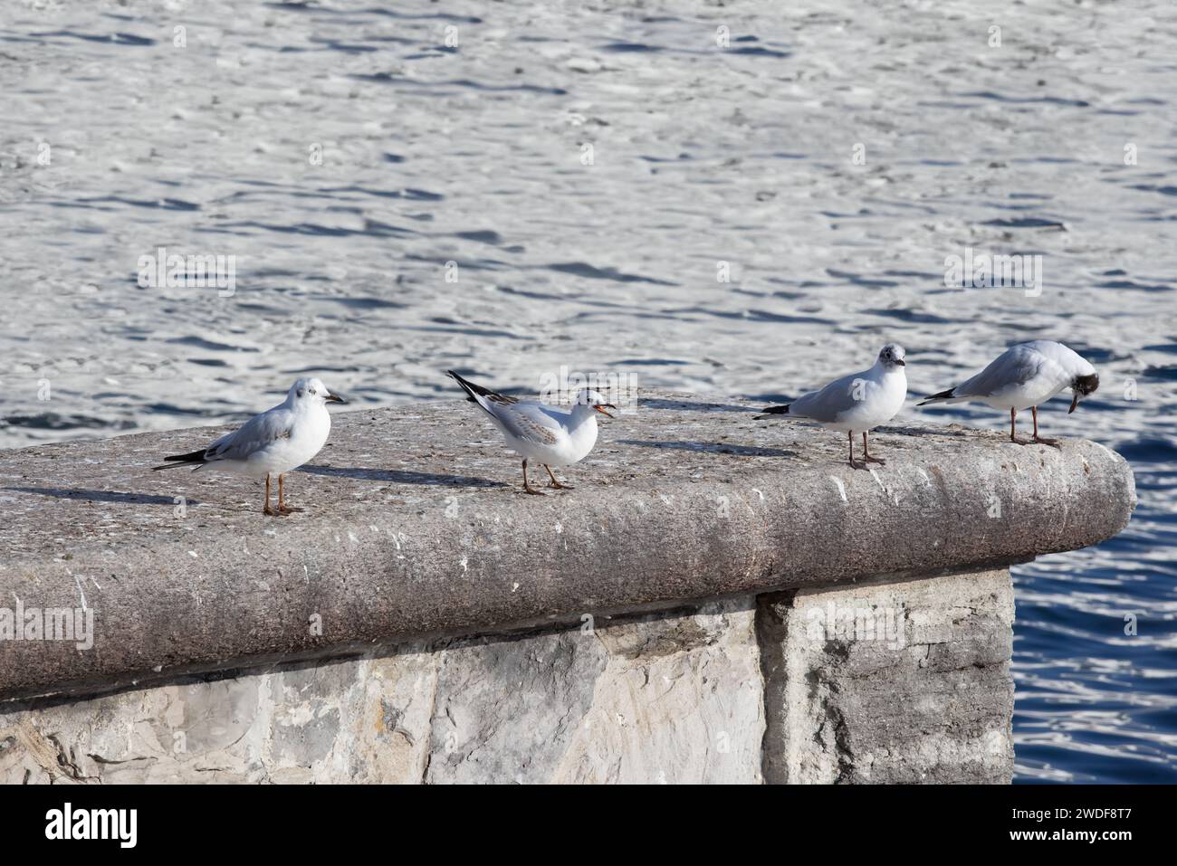 In this idyllic scene, herring gulls pose on a stone wall, their beaks ...