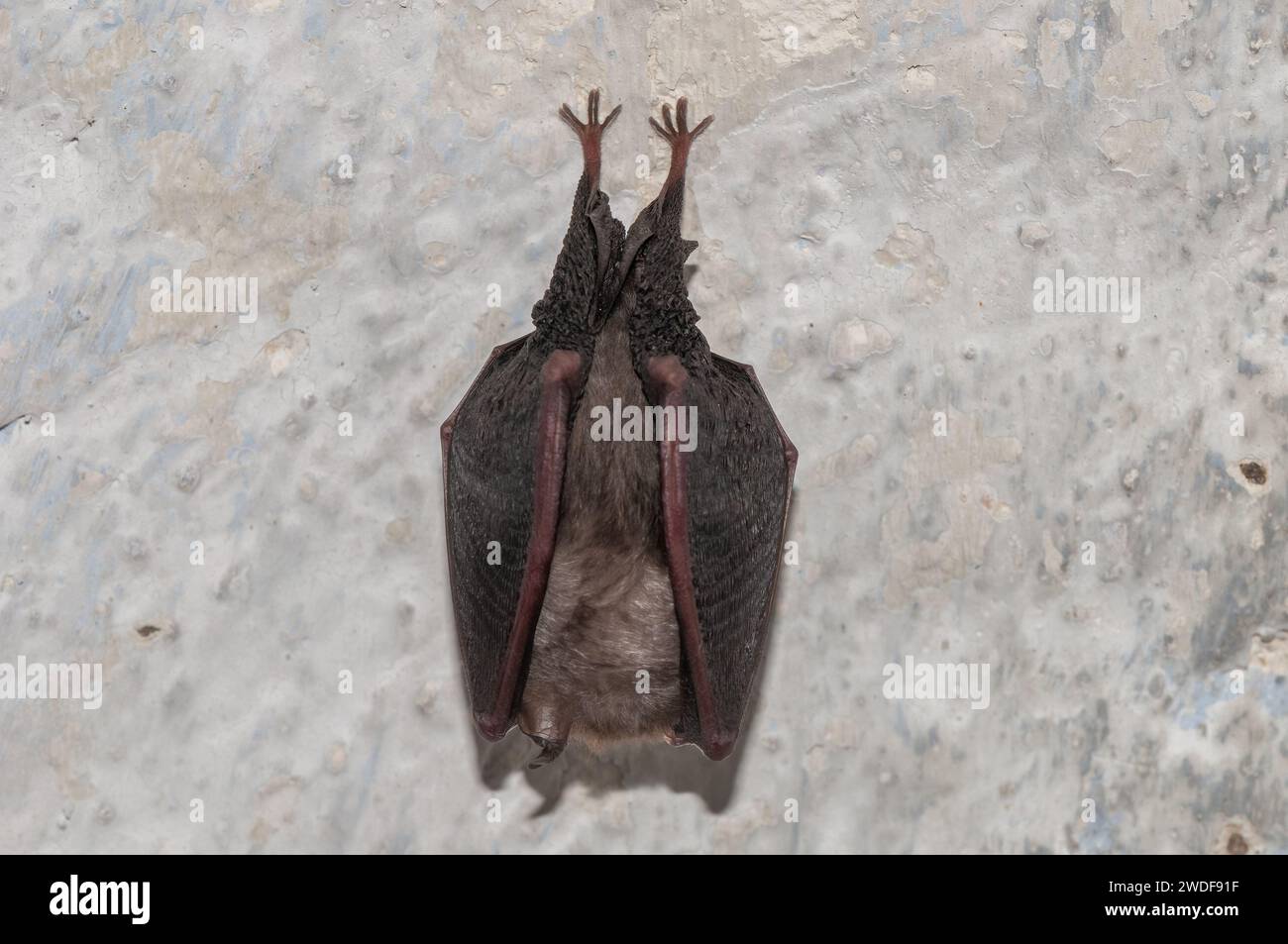 Lesser horseshoe bat, Rhinolophus hipposideros, hanging upside down on ...