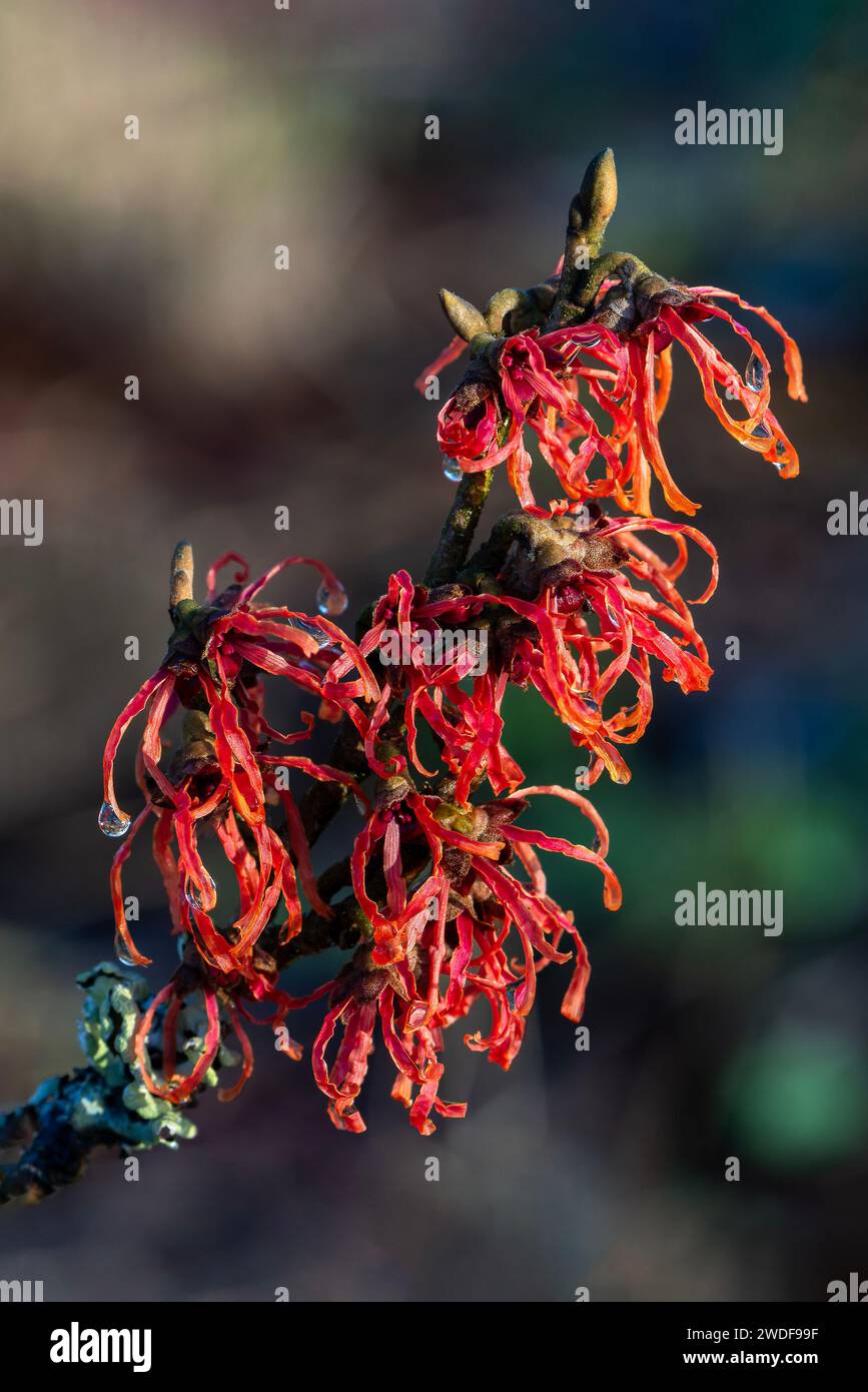 Hamamelis x Intermedia 'Jelena' (witch hazel) a winter spring flowering ...