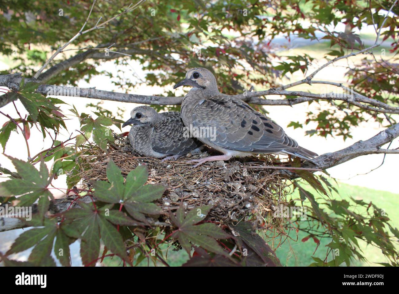 Japanese doves hi-res stock photography and images - Alamy
