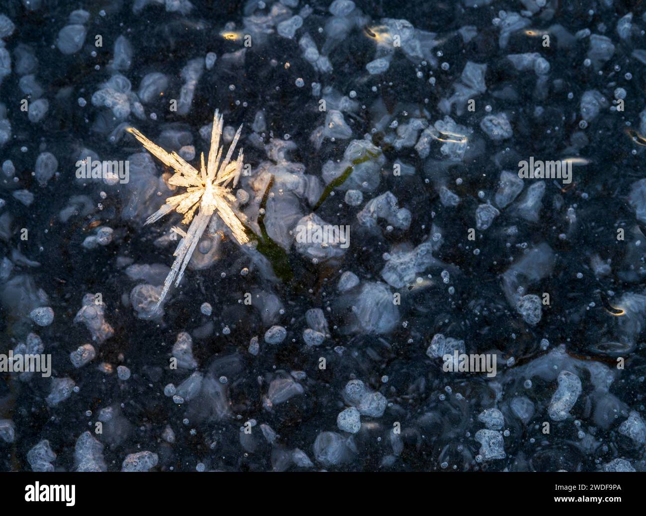 Needle ice in Ambleside, Lake District, UK Stock Photo - Alamy