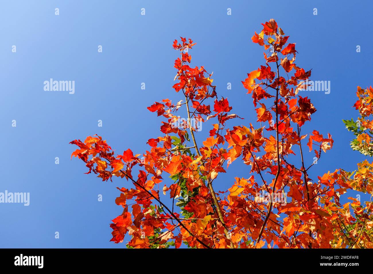 Maple tree fall foliage orange leaves hi-res stock photography and ...