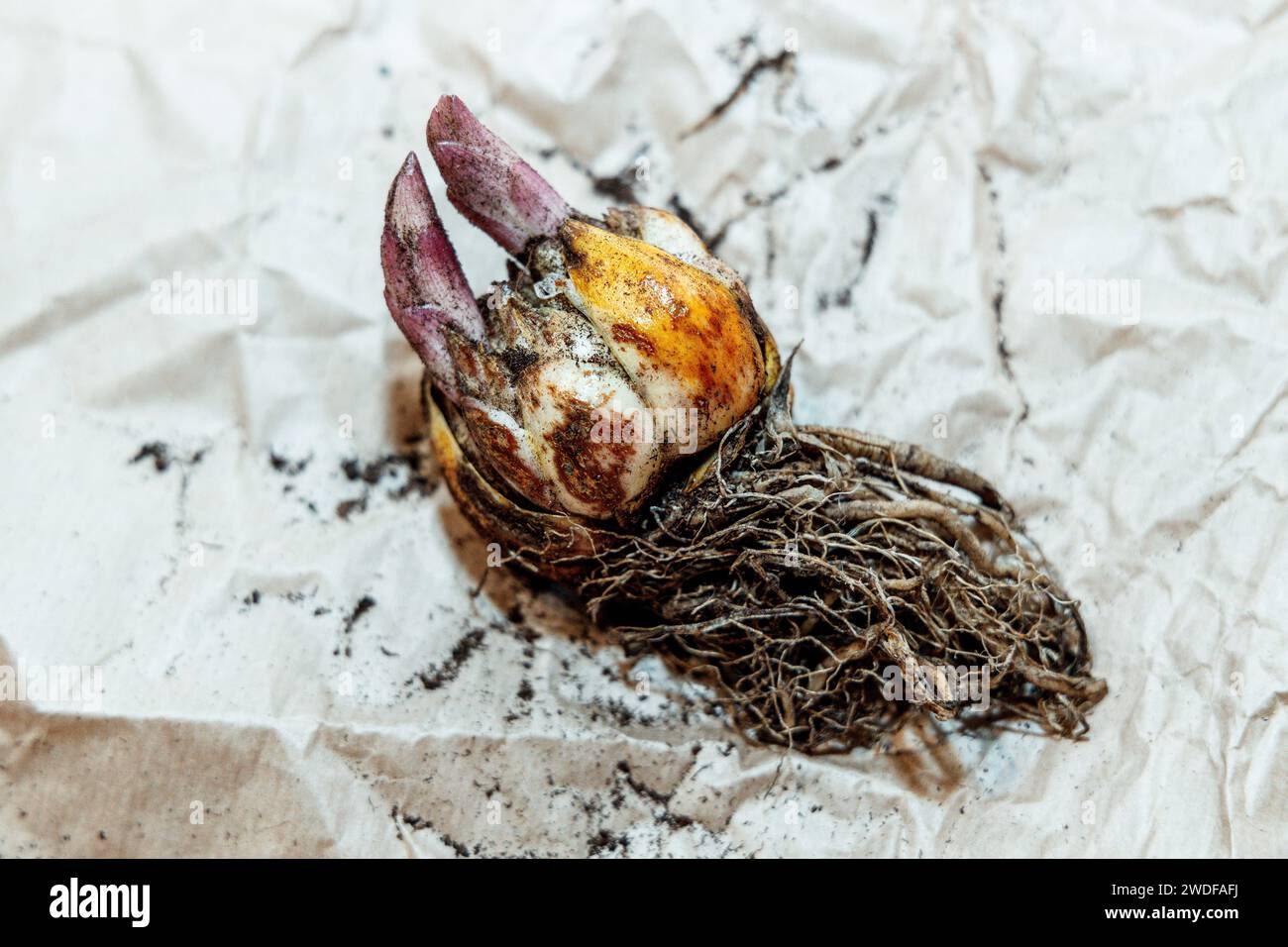 New hybrid bulb hi-res stock photography and images - Alamy
