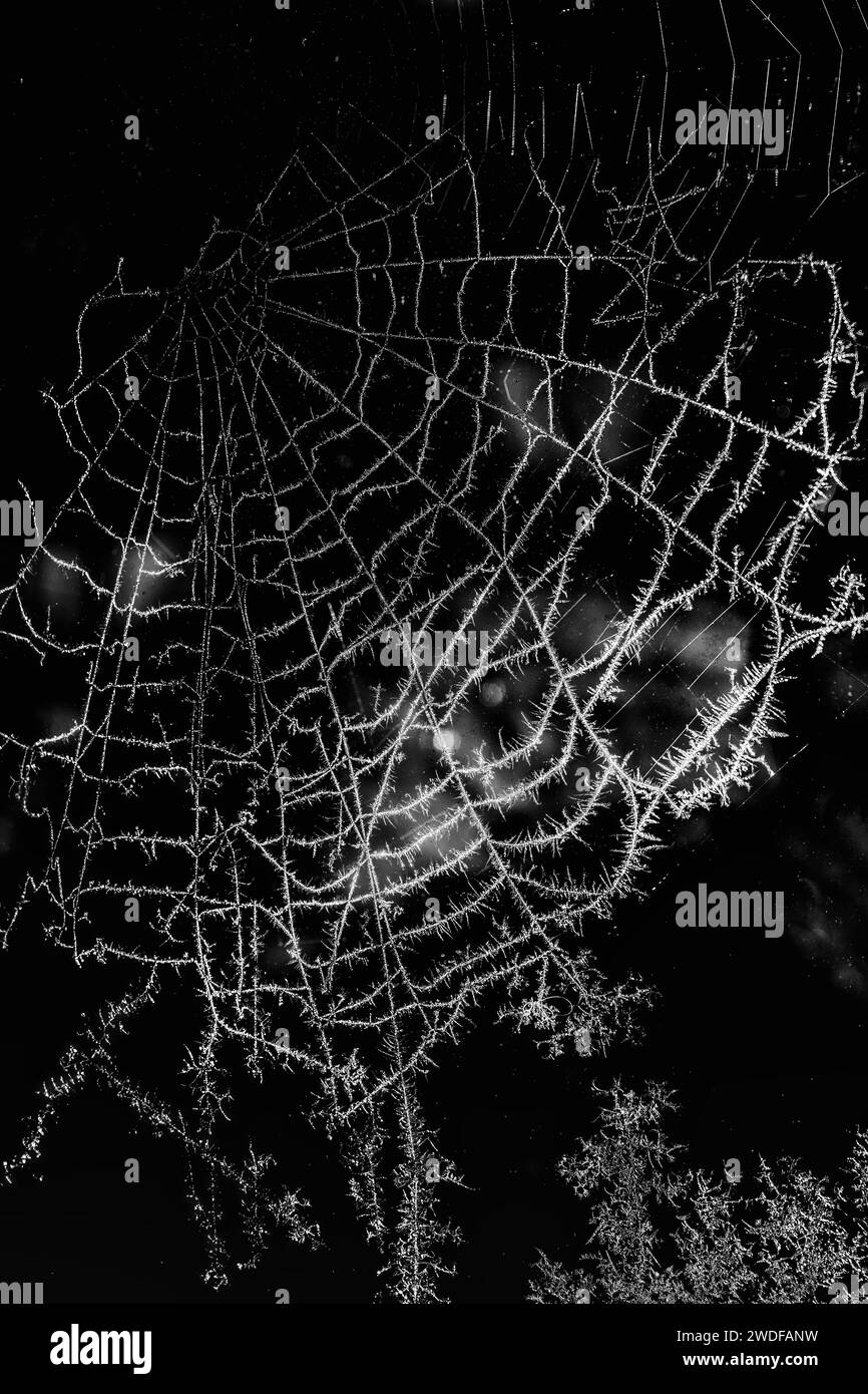 Spider in web outside hi-res stock photography and images - Alamy