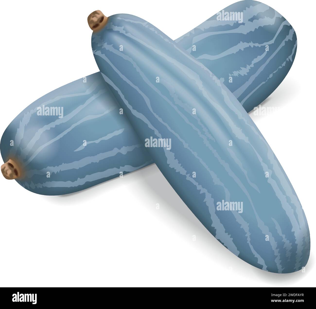 Group of Guatemalan Blue Banana squash. Winter squash. Cucurbita maxima ...