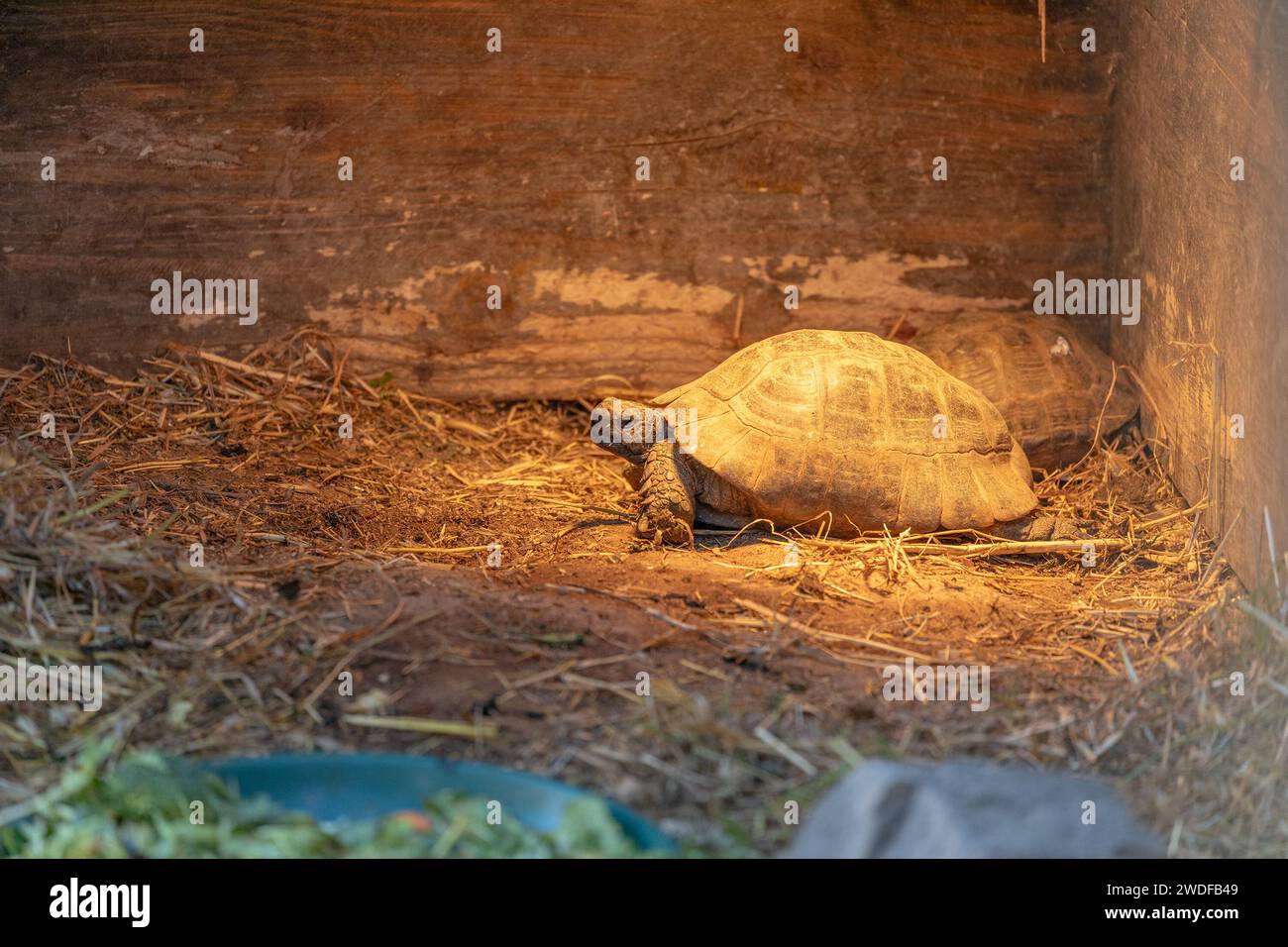 Amidst the picturesque landscapes of Greece, the Greek Tortoise ...