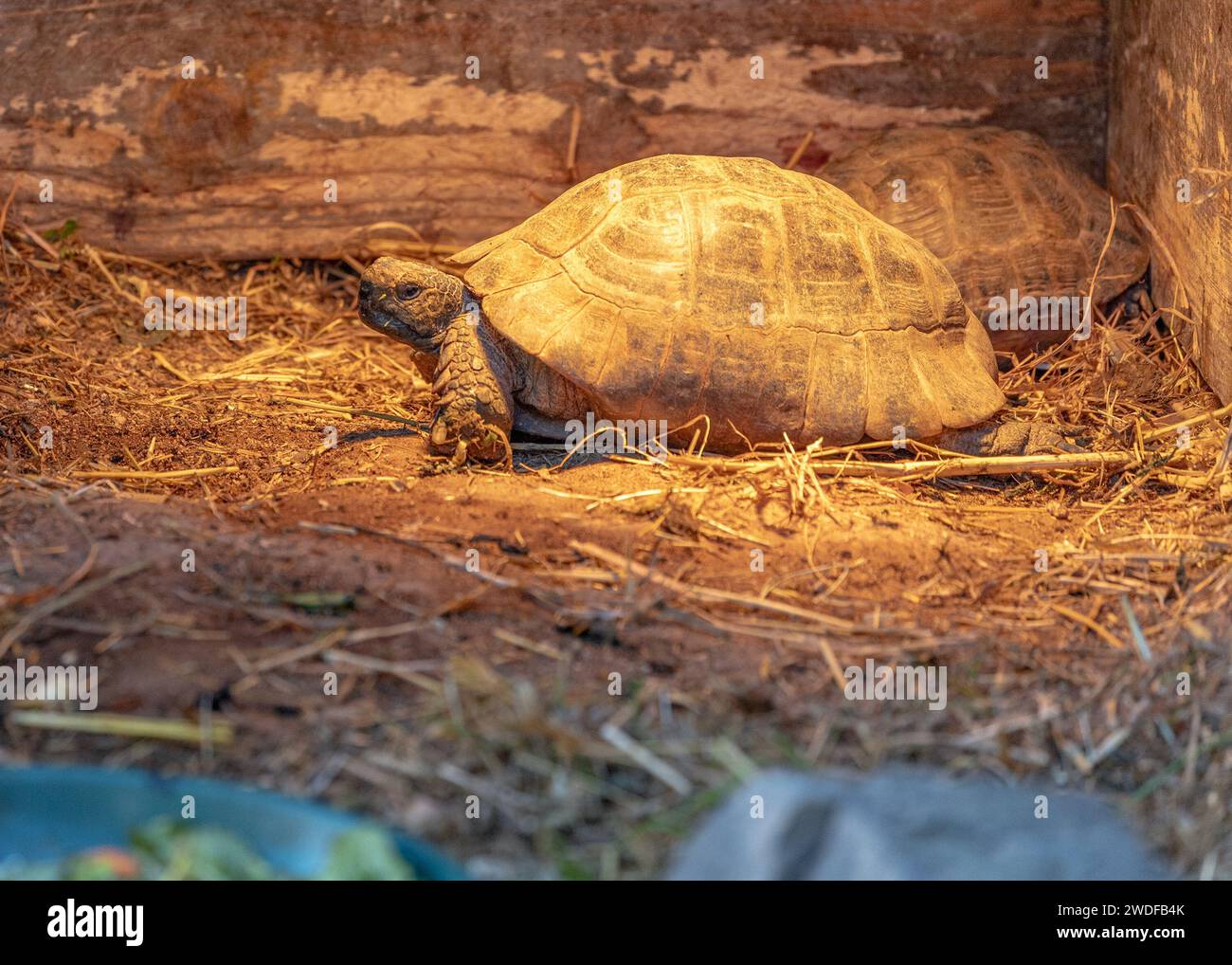 Amidst the picturesque landscapes of Greece, the Greek Tortoise ...