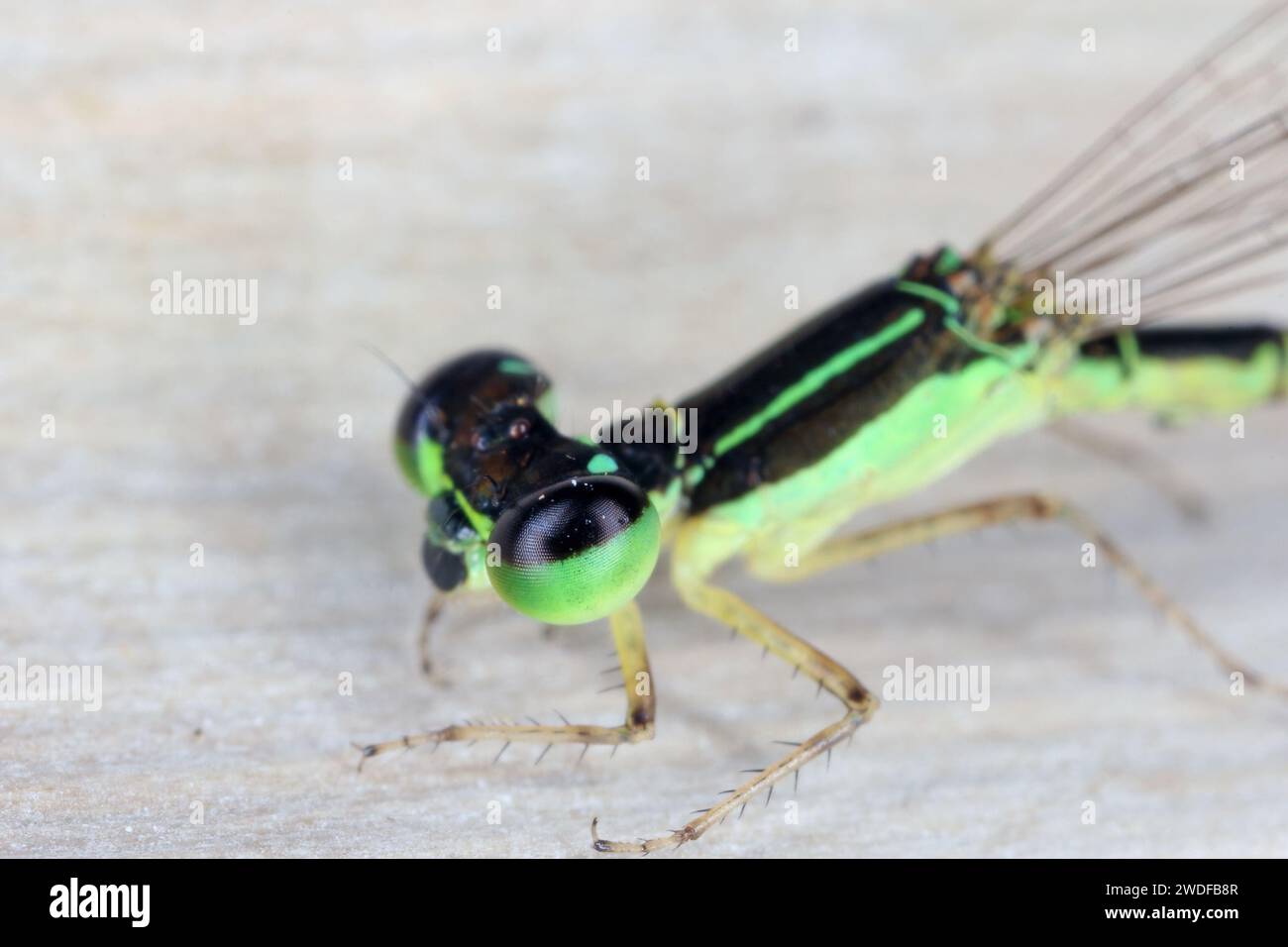 Dragonfly very small hi-res stock photography and images - Alamy
