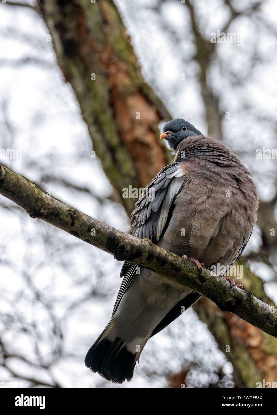 Roaming the scenic Irish countryside, the Common Wood Pigeon (Columba ...
