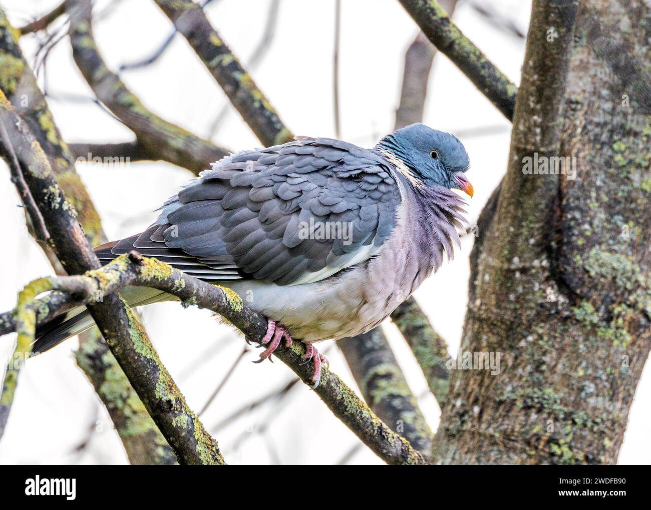 Roaming the scenic Irish countryside, the Common Wood Pigeon (Columba ...