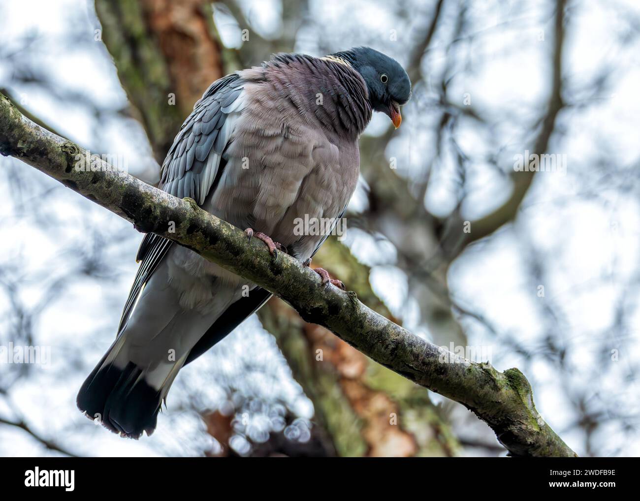 Roaming the scenic Irish countryside, the Common Wood Pigeon (Columba ...