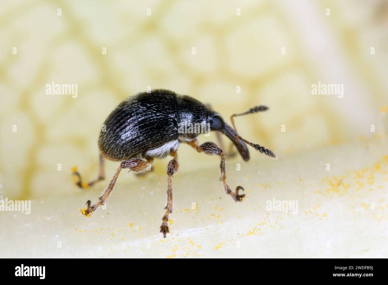 A small beetle of the family weevils (Curculionidae) observed on the ...